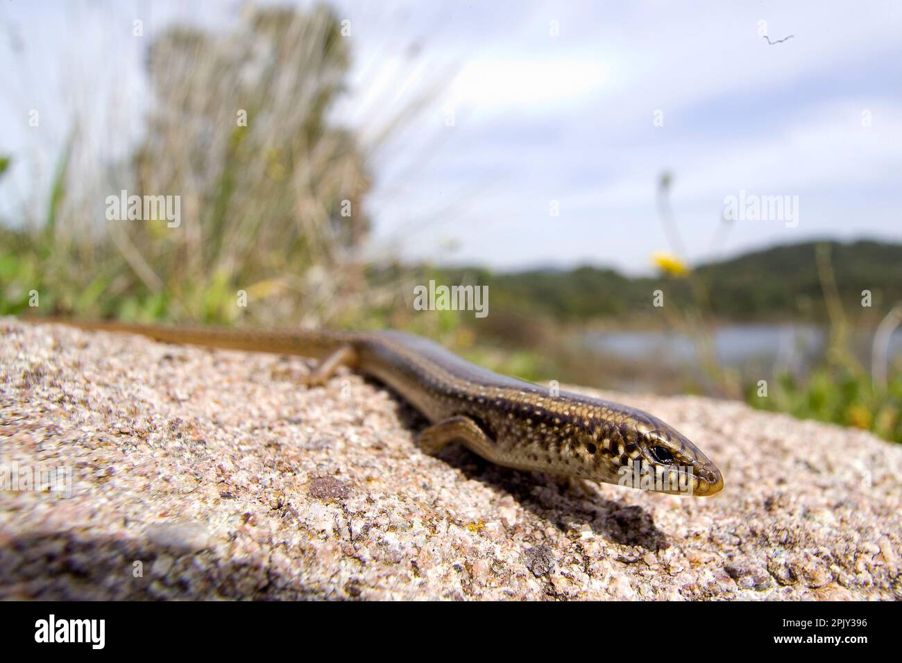 Gongilo o tiligugu (Chalcides ocellatus). Endemico di Sardegna e ...