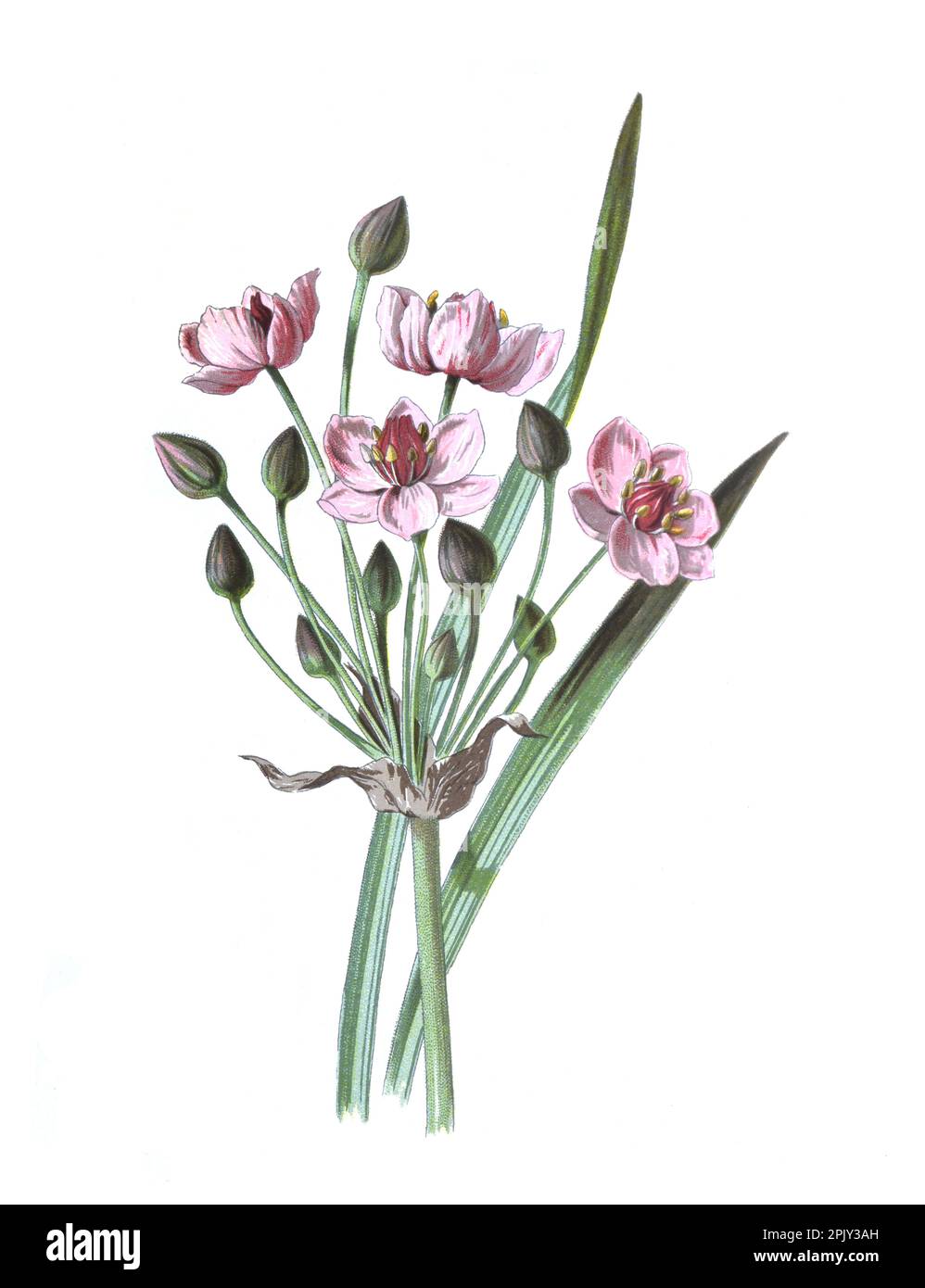 Stork's bill or Erodium cicutarium or edstem filaree, redstem stork's ...