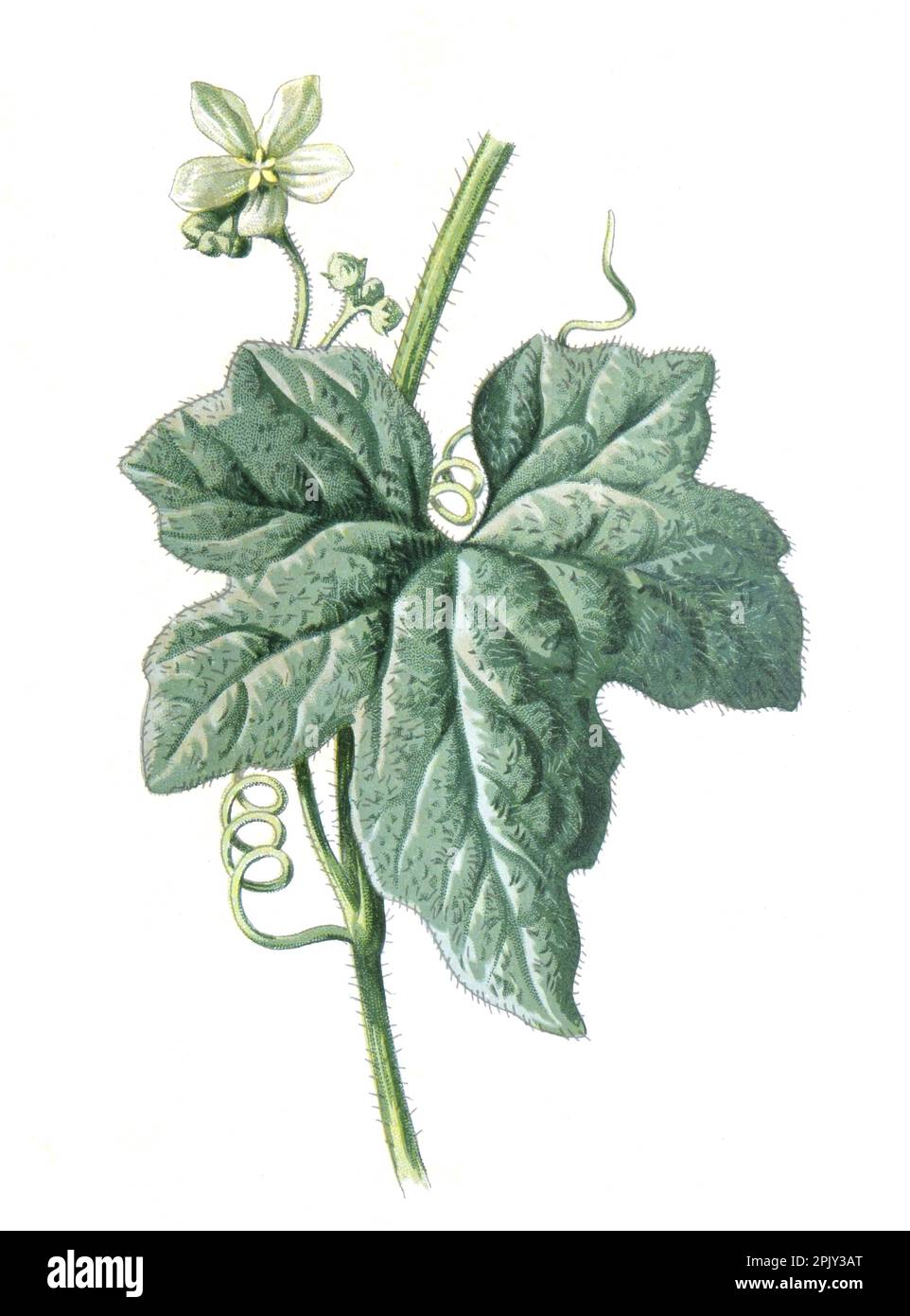 Red Berried Bryony or Bryonia dioica Cucurbitaceae medicinal plant ...