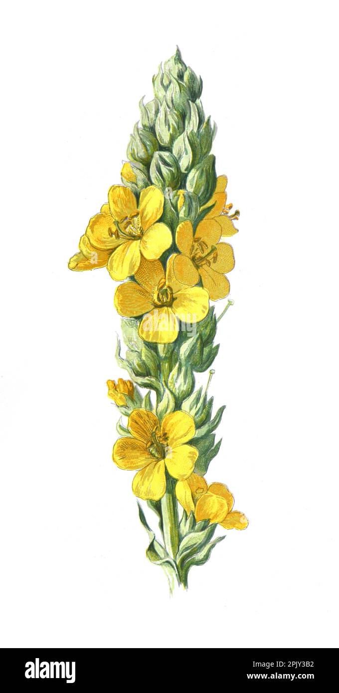 Great mullein or Verbascum thapsus or greater mullein or common mullein ...