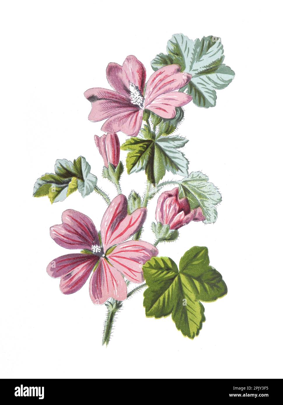 Common mallow or Malva neglecta Flower. Antique hand drawn field ...