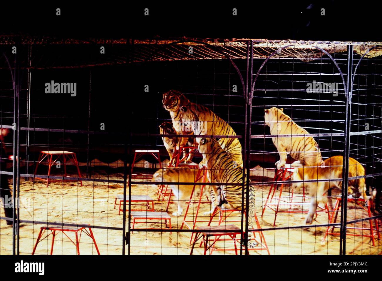 Archives 90ies: First Biennal of the Circus, Lyon, France, 1995 Stock ...