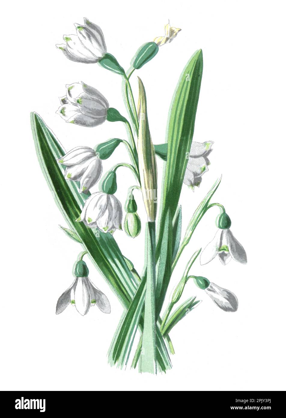 Galanthus nivalis illustration Cut Out Stock Images & Pictures - Alamy