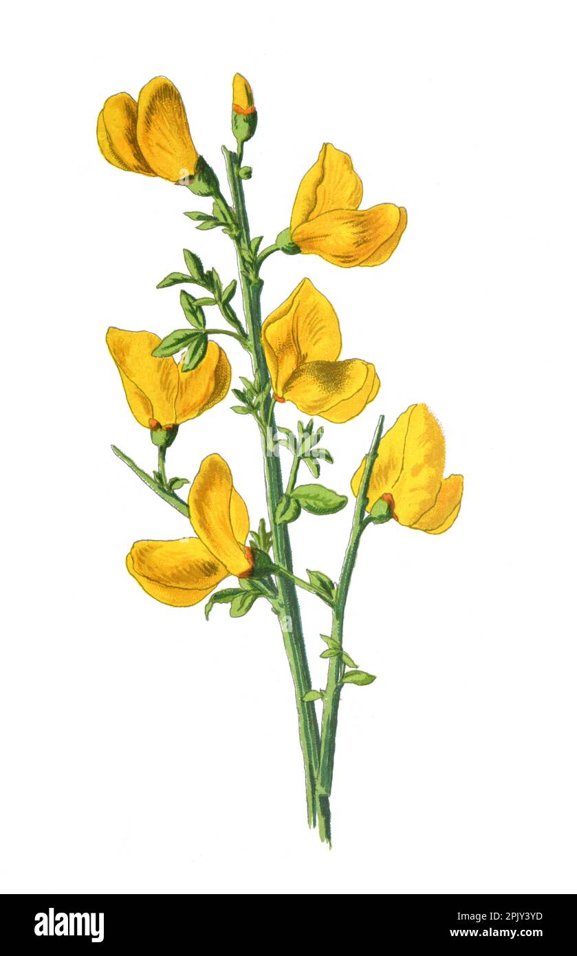 Broom flower hi-res stock photography and images - Alamy