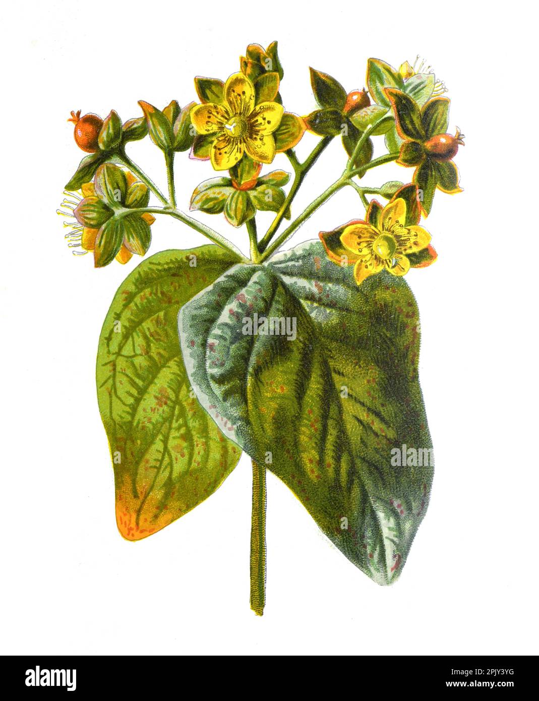 Tutsan or Hypericum androsaemum flower.Hrubby StJohn's Wort, or sweet ...