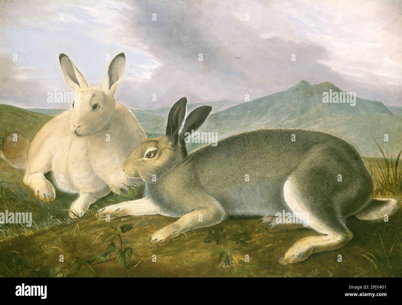 John James Audubon - Arctic Hare, c. 1841 Stock Photo - Alamy
