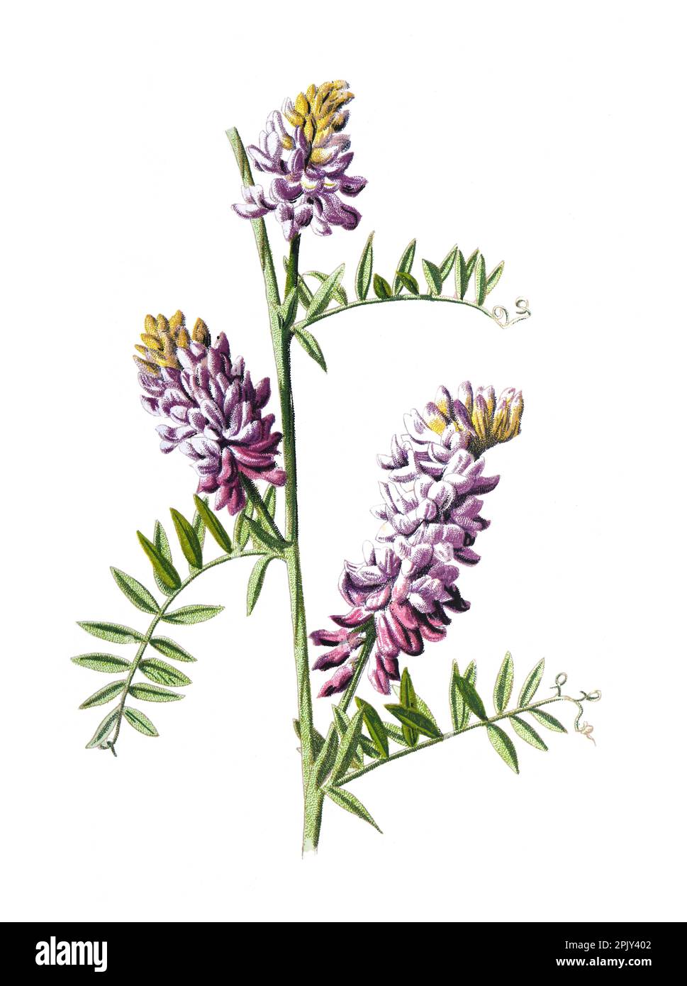 Tufted vetch or Vicia cracca flower. or tufted vetch, cow vetch, bird ...