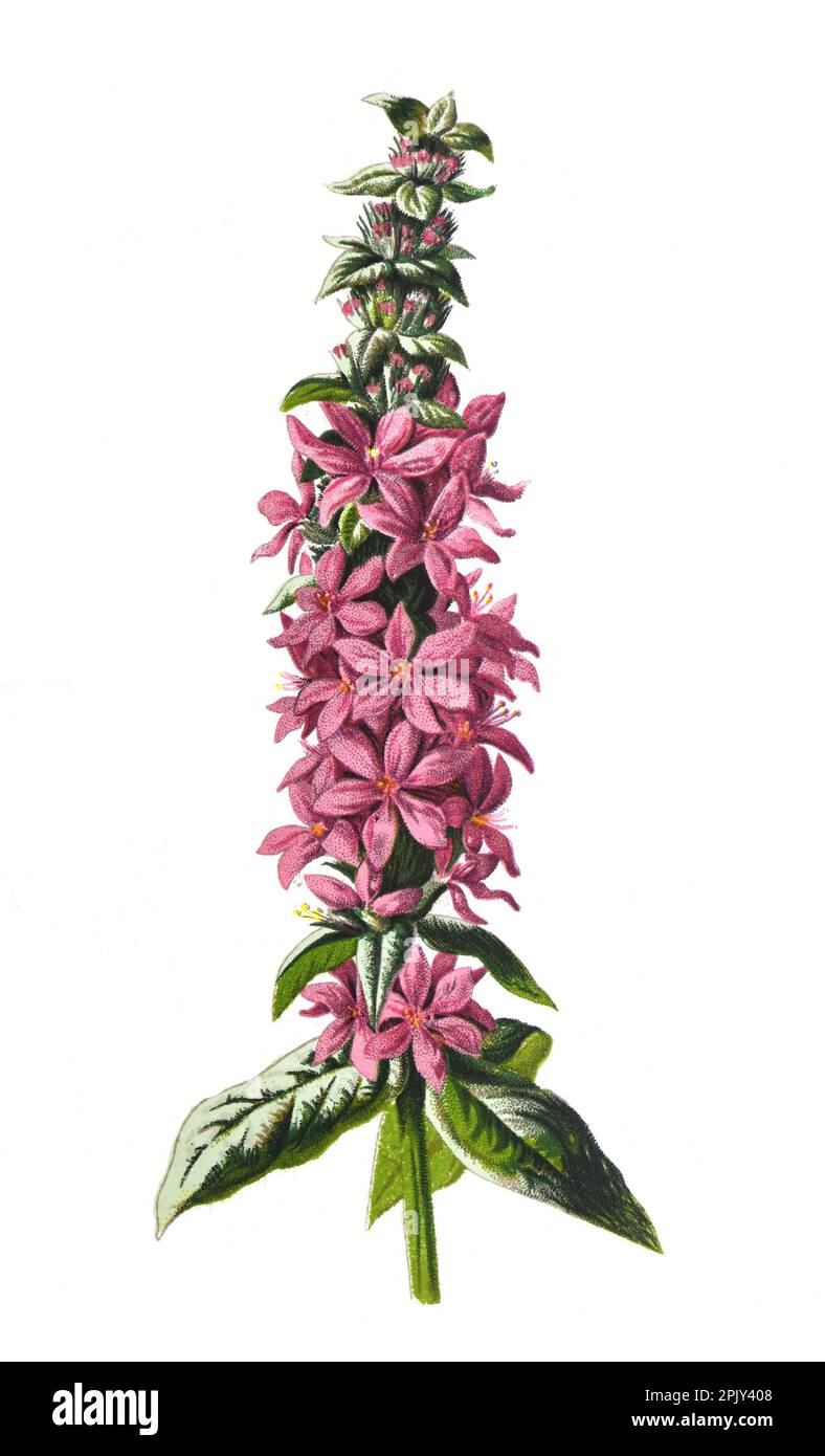 Purple loosestrife flower. Lythrum salicaria flower. spiked loosestrife ...