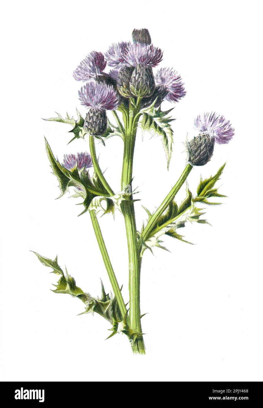 Creeping thistle or Cirsium arvense flower. or Canada thistle and field thistle flower. Vintage ...
