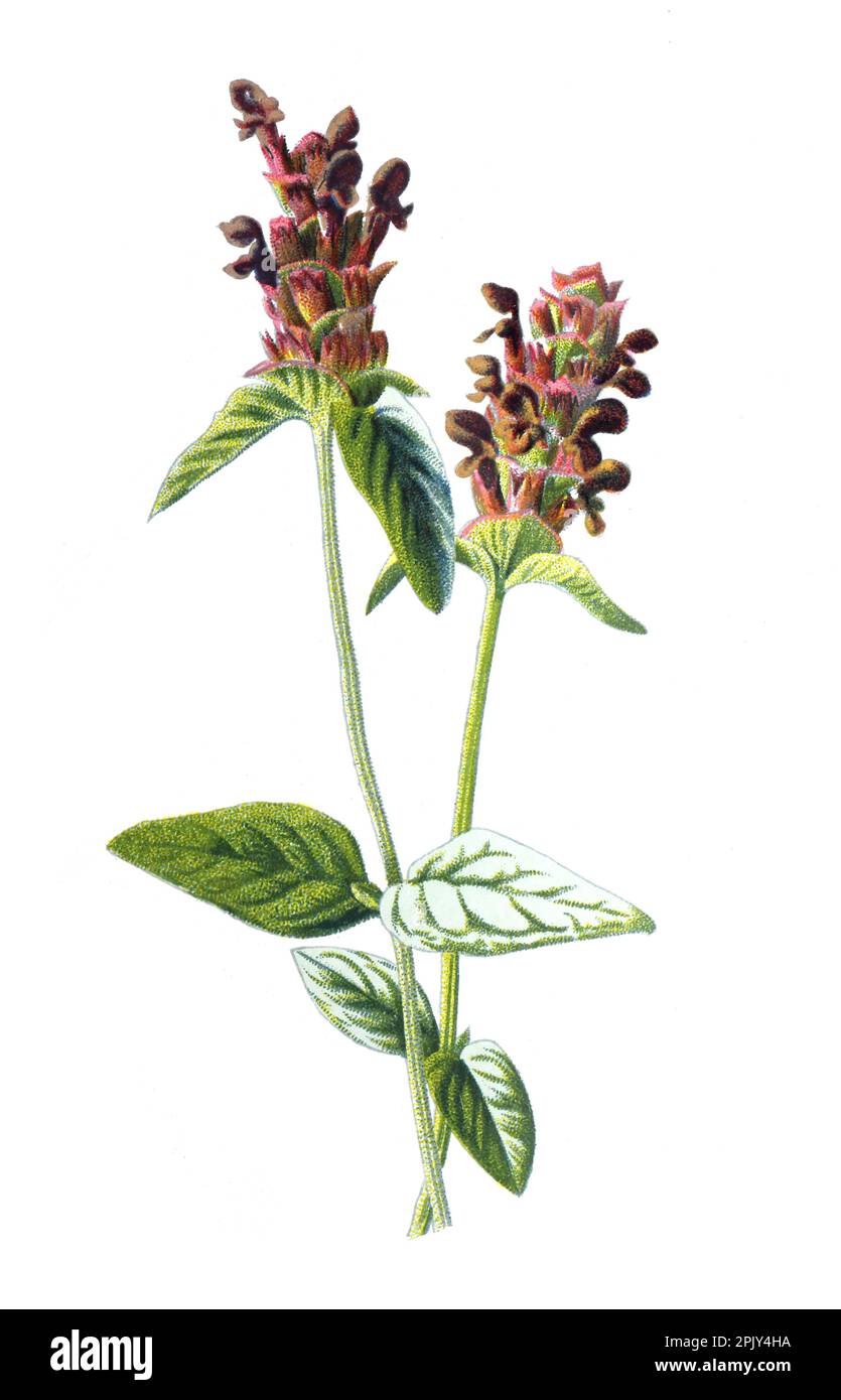 Prunella vulgaris tea Cut Out Stock Images & Pictures - Alamy