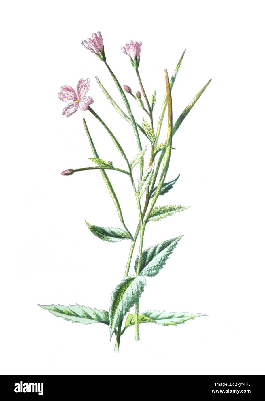 Blooming sally or Epilobium angustifolium or Fireweed flower. Vintage ...