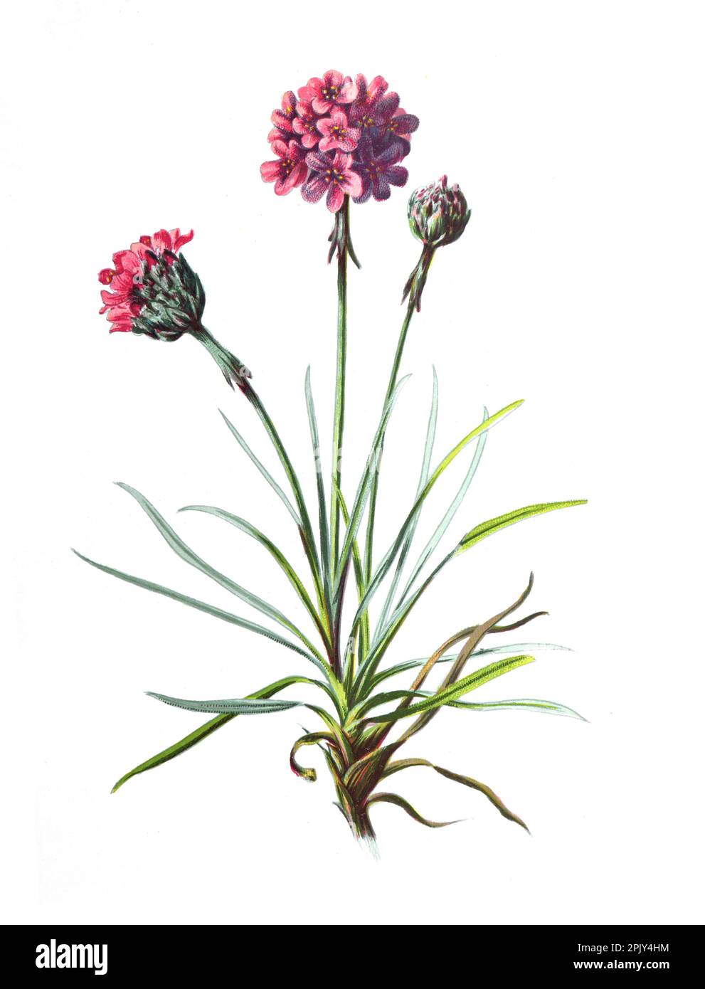 Sea thrift plant illustration Cut Out Stock Images & Pictures - Alamy