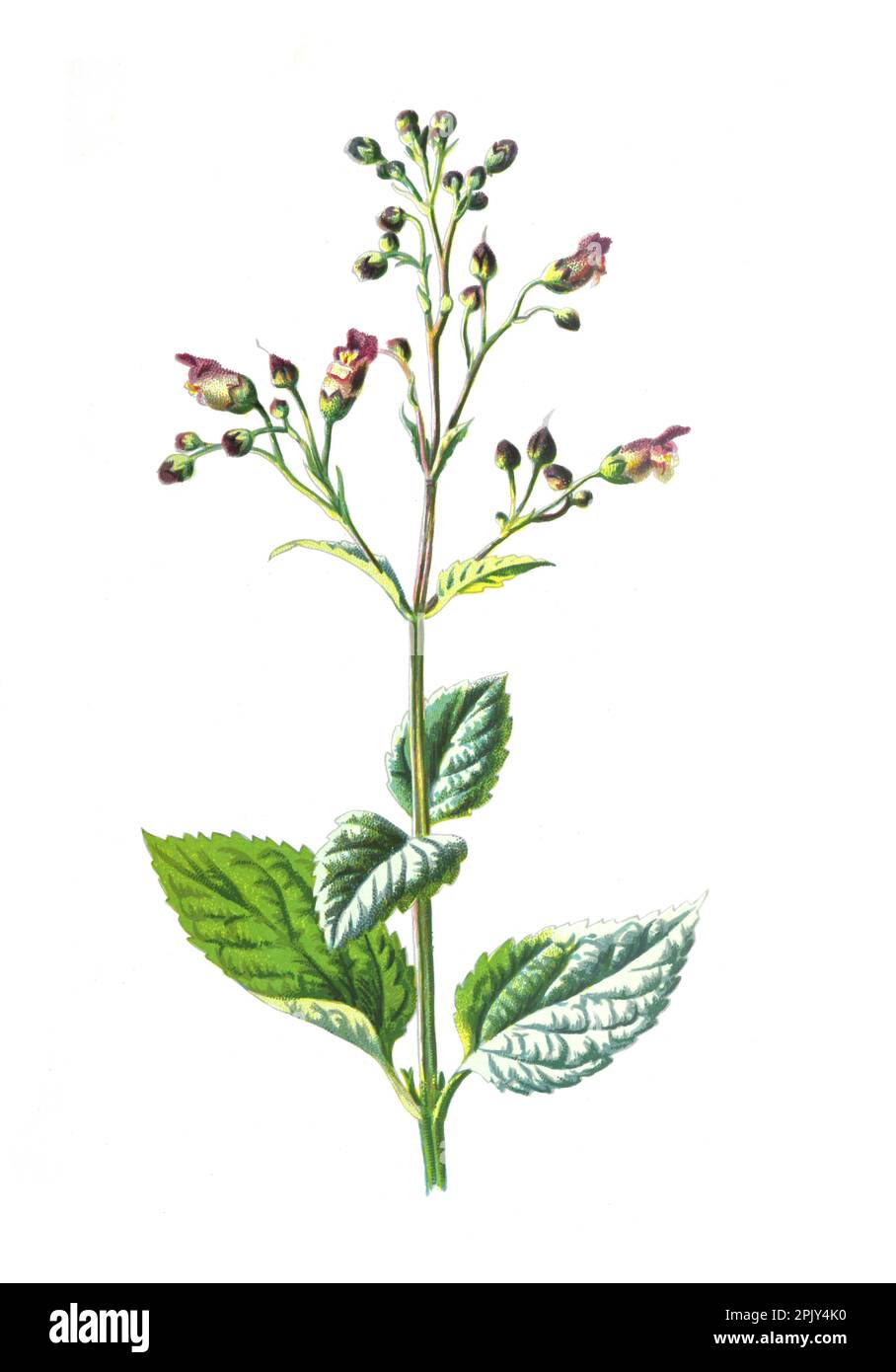 Shoreline figwort hi-res stock photography and images - Alamy