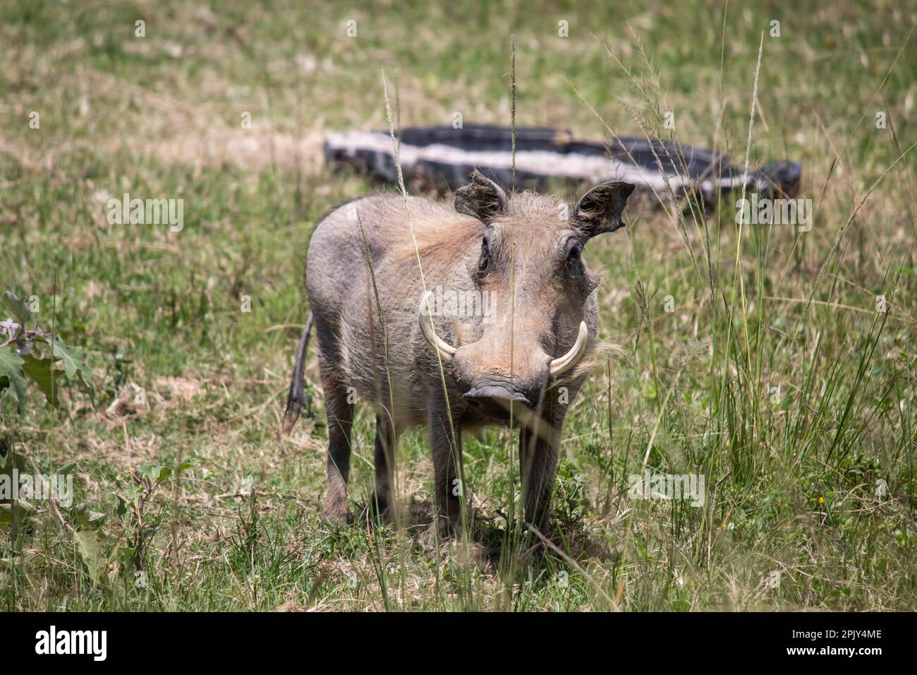 Warthog, African wild pig in savannah in Africa, in national park for ...