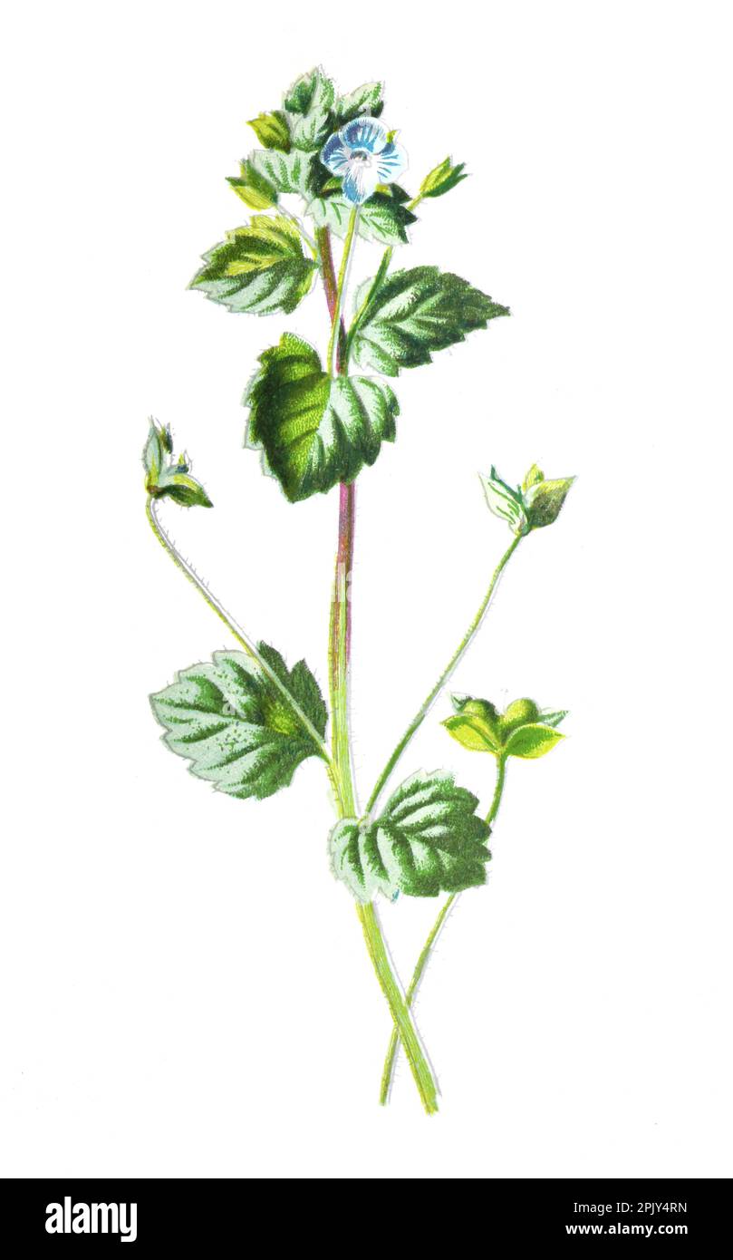 Veronica persica (birdeye speedwell or Persian speedwell) large field ...