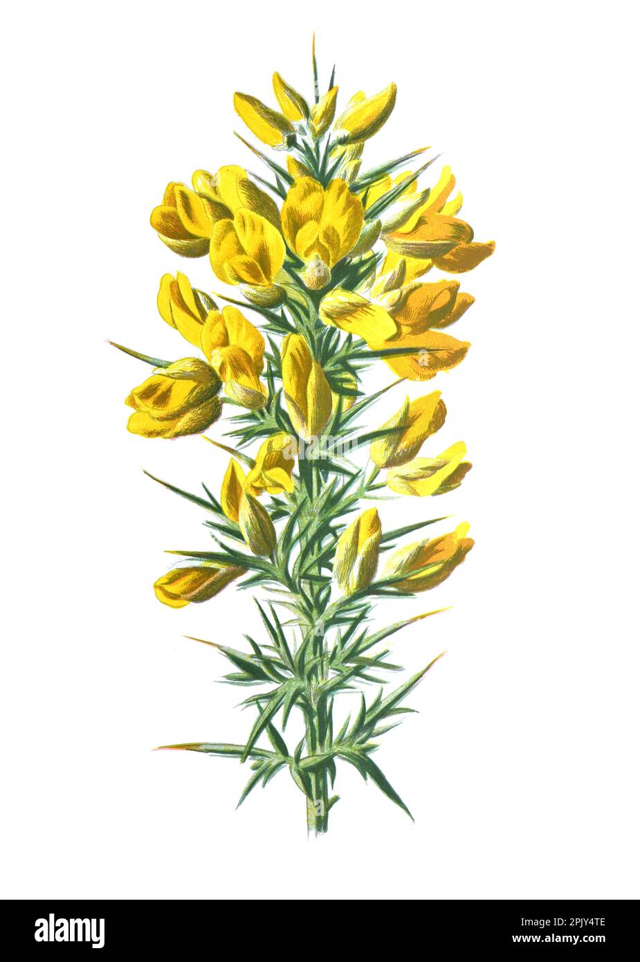 Gors or Furze flower (ulex flower). or broom flower. Antique hand drawn ...