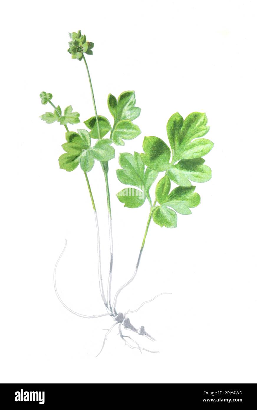 Moschatel drawing hi-res stock photography and images - Alamy