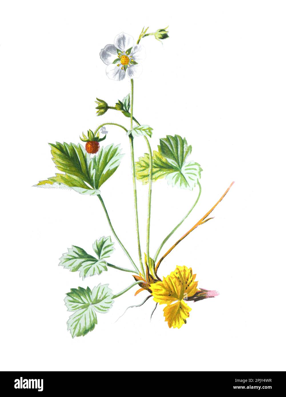 Strawberry or Fragaria plant blossom. strawberry plant. Antique hand ...