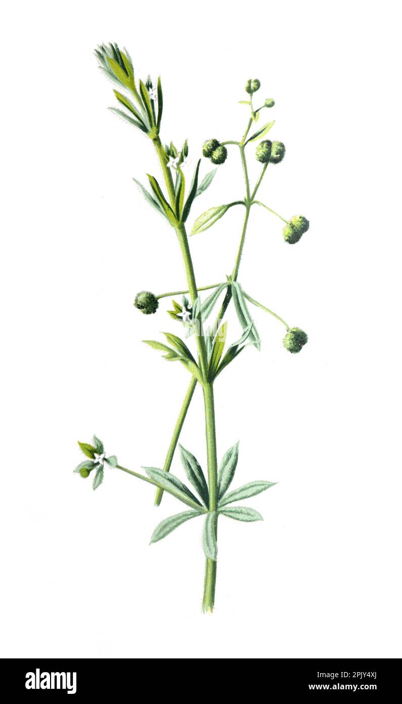 Coosse grass hi-res stock photography and images - Alamy