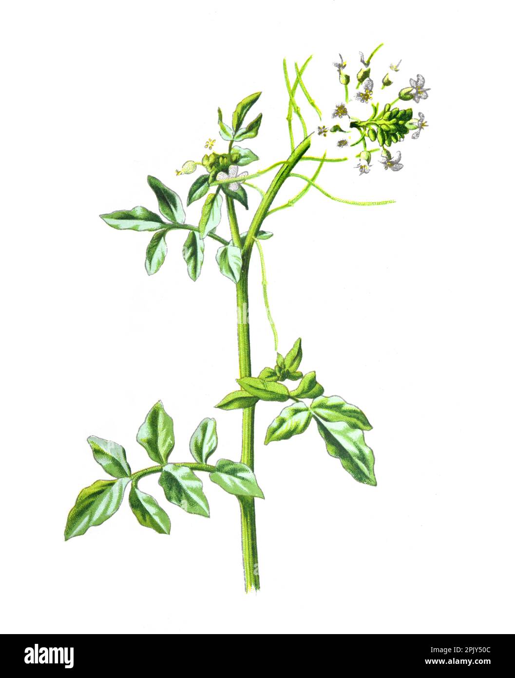Watercress or yellowcress (Nasturtium officinale). Antique hand drawn ...