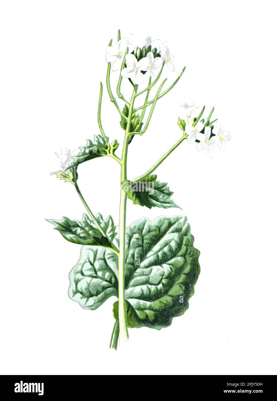 Garlic Plant Drawing Easy
