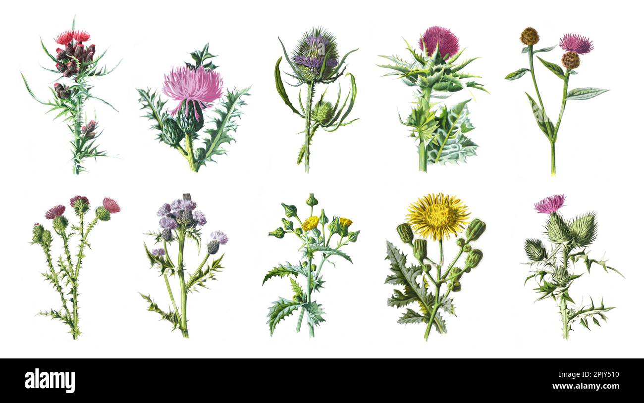 Wild Thistle collection of beautiful wild field Thistles, herbaceous ...