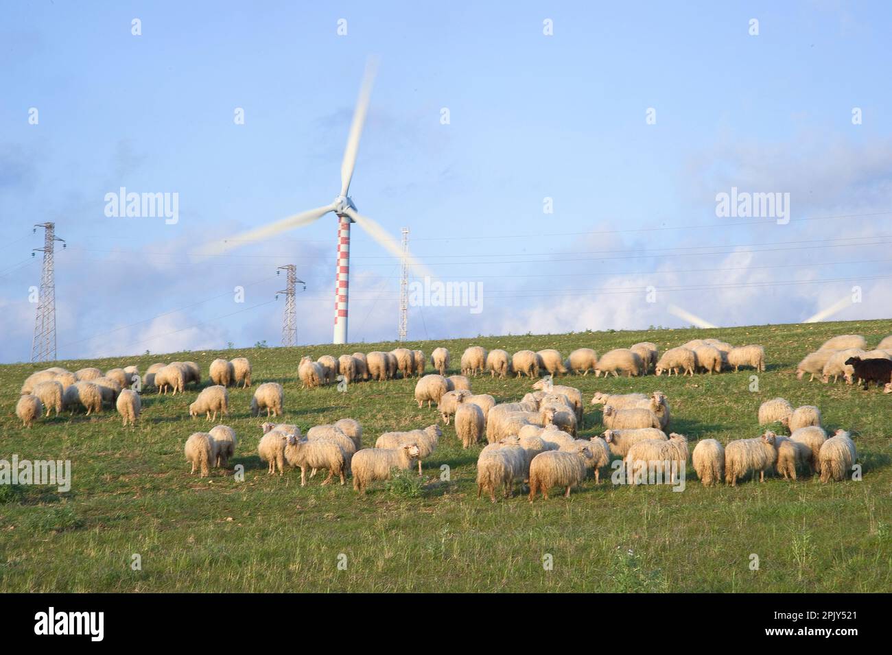 Gregge di pecore al pascolo e pale eoliche sullo sfondo. Porto Torres ...