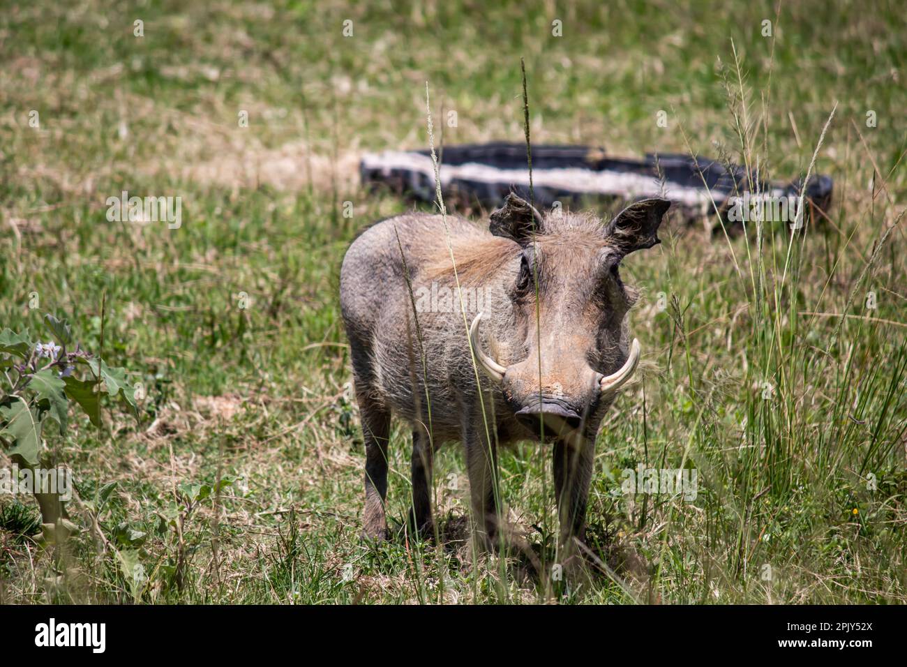 Warthog, African wild pig in savannah in Africa, in national park for ...