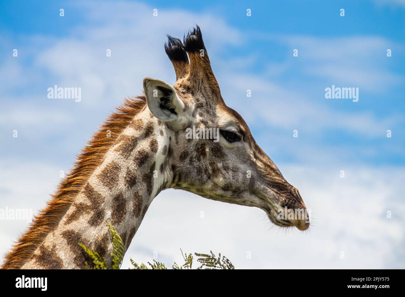 Giraffe head close shot in savannah safari, in Imire Rhino & Wildlife ...