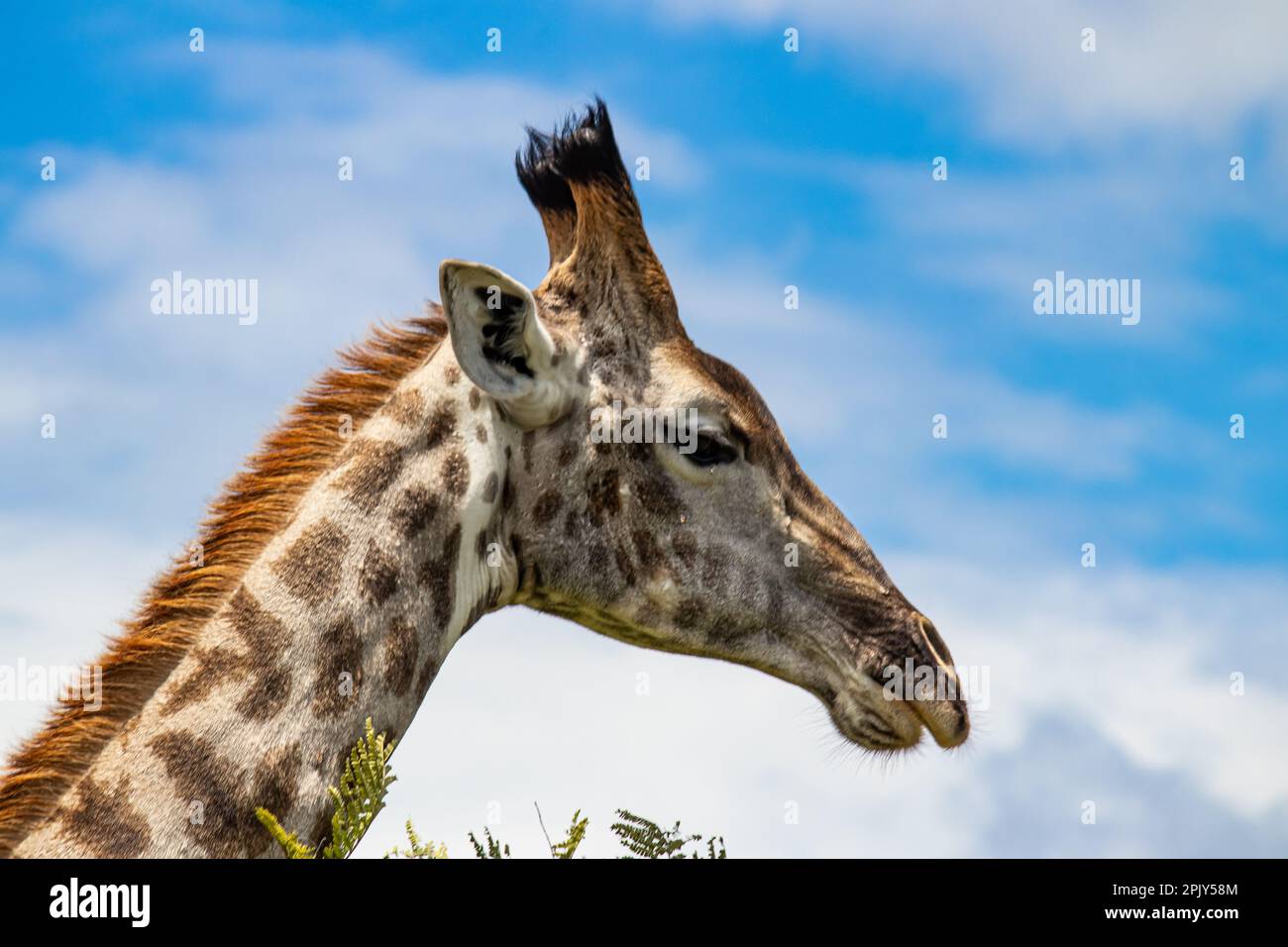 Giraffe head close shot in savannah safari, in Imire Rhino & Wildlife ...