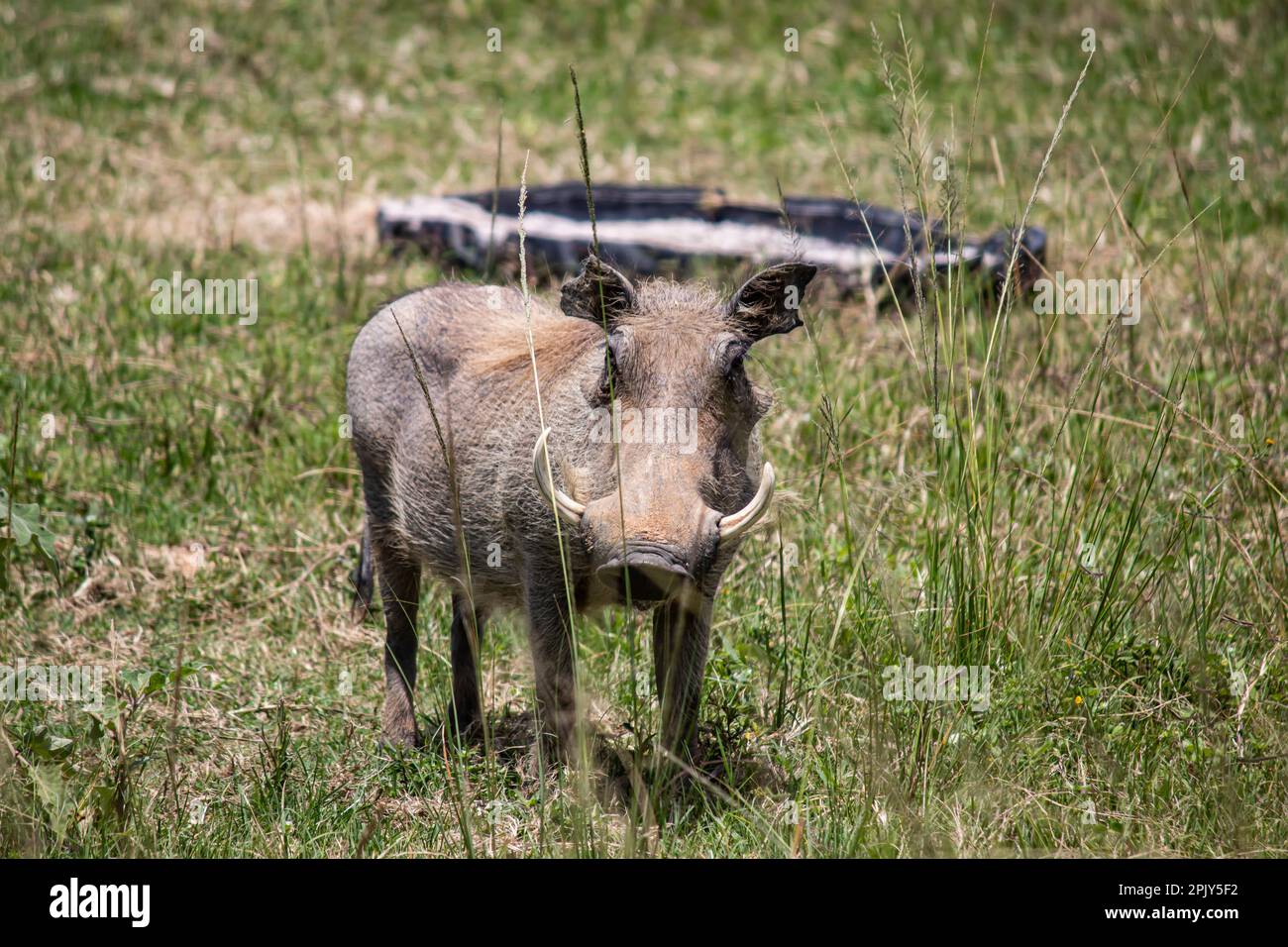 Warthog, African wild pig in savannah in Africa, in national park for ...