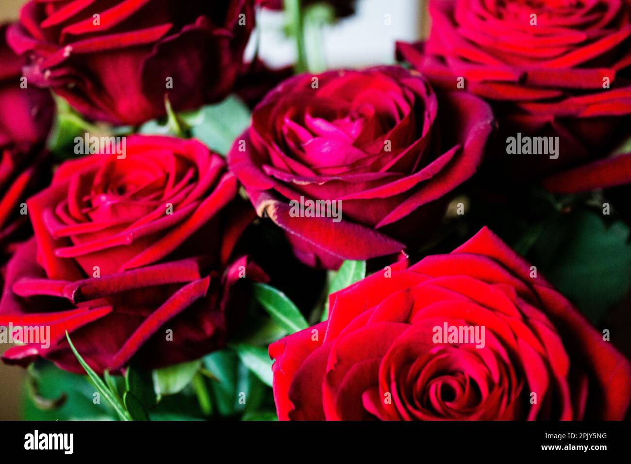 Beautiful red roses bouquet background. Red roses close up Stock Photo ...