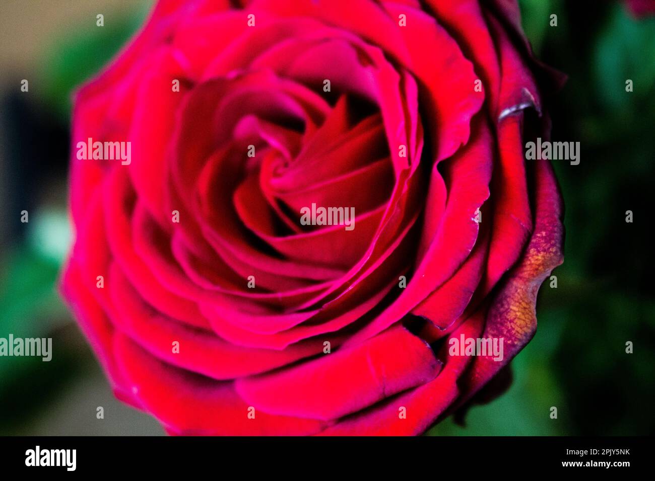 Beautiful red rose close-up. Background of red roses Stock Photo - Alamy