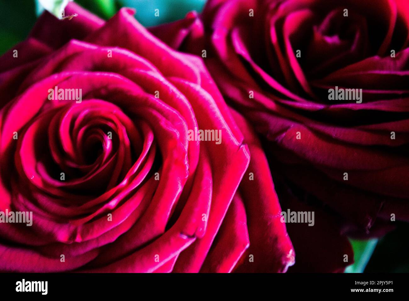 Red rose close up background. Red rose close up background. Red rose ...