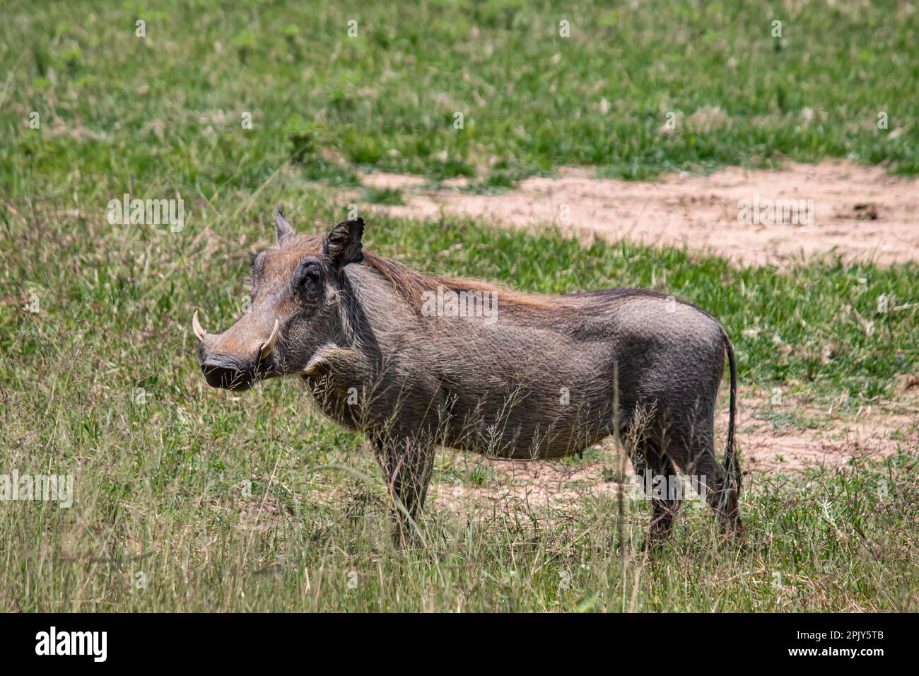 Warthog, African wild pig in savannah in Africa, in national park for ...