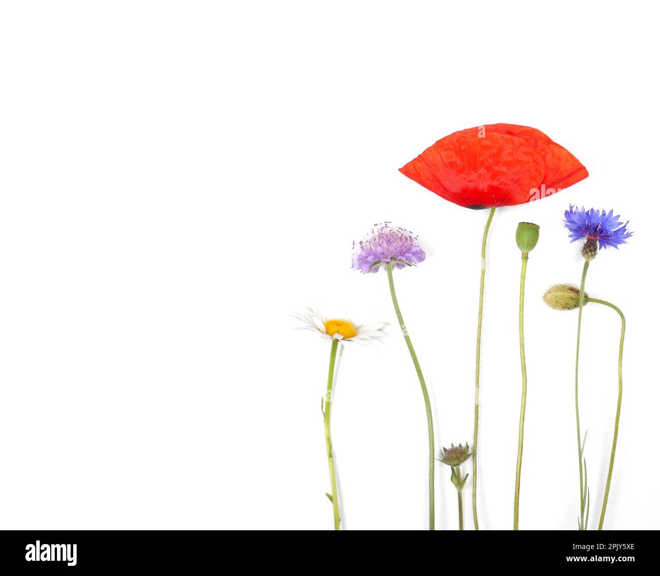 Nice wild poppy flower Cut Out Stock Images & Pictures - Alamy