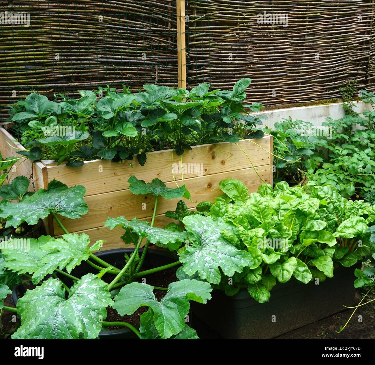 Urban vegetable garden, English flower garden nice and green fresh ...
