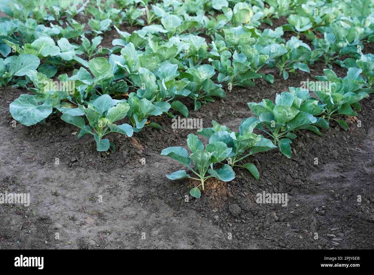 Rows of young cabbage. Young cabbage growing in gardening Stock Photo ...
