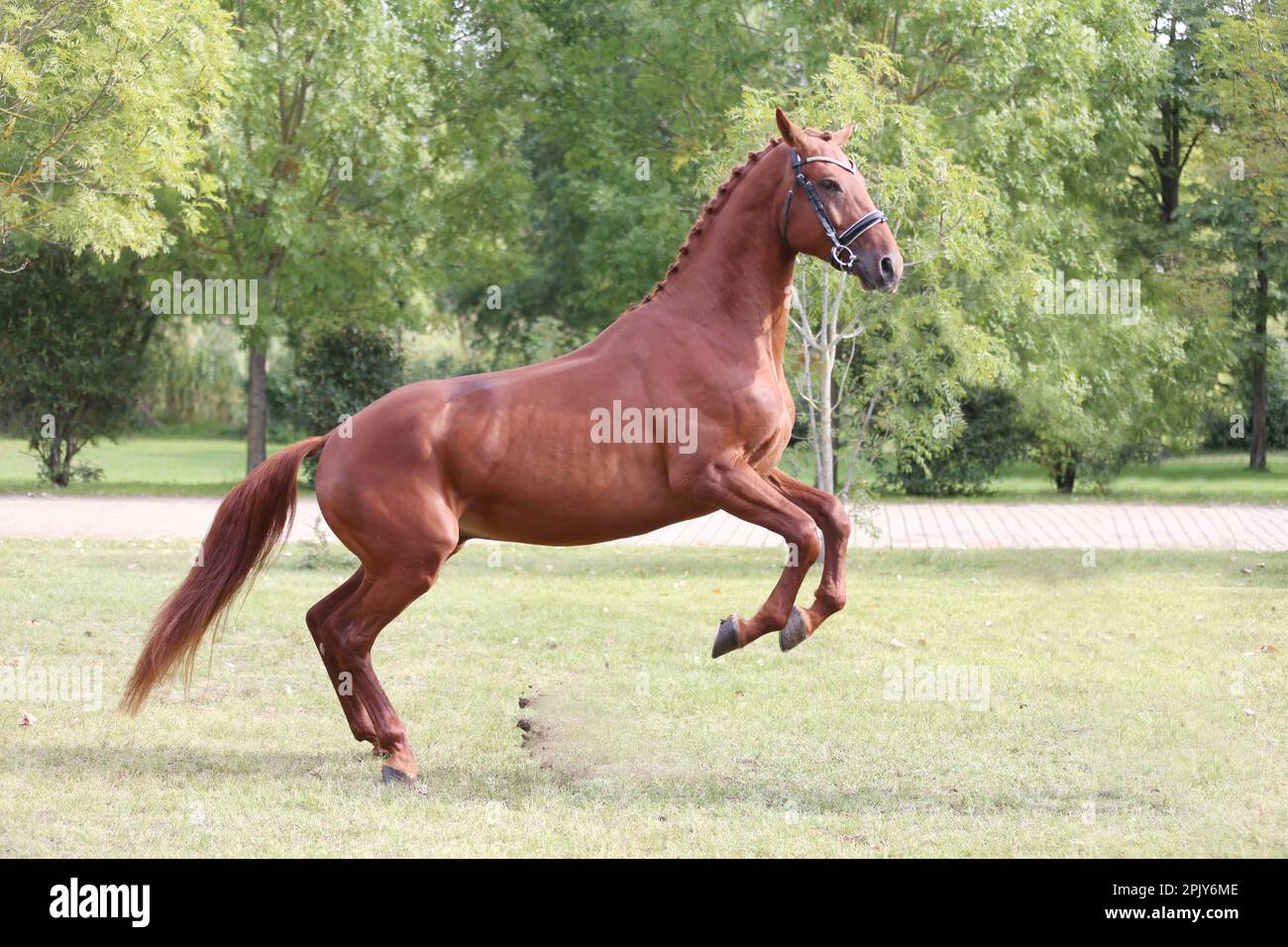 Beautiful young stallion posing at rural animal farm on horse show ...