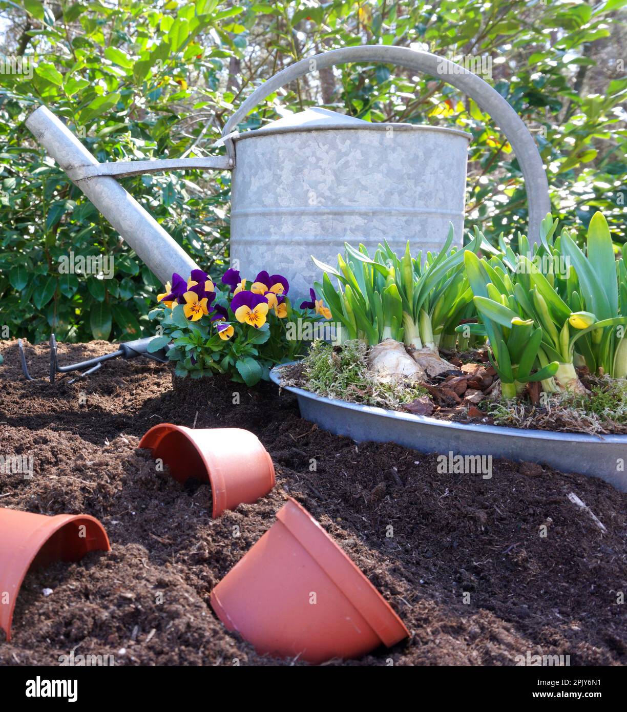 Outdoor gardening planting flowers in the spring garden. With pots and ...