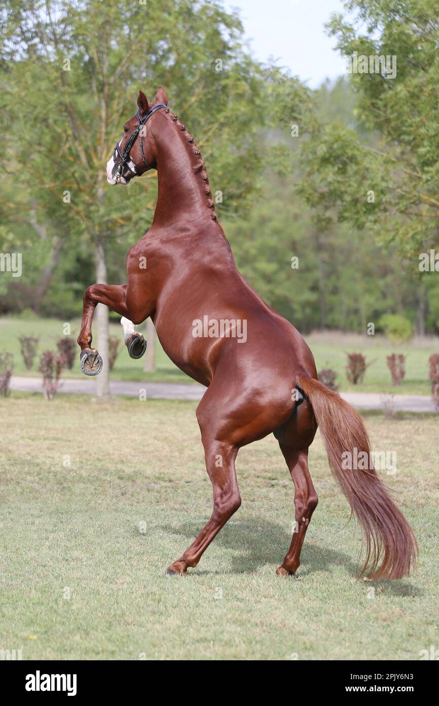 Beautiful young stallion posing at rural animal farm on horse show ...