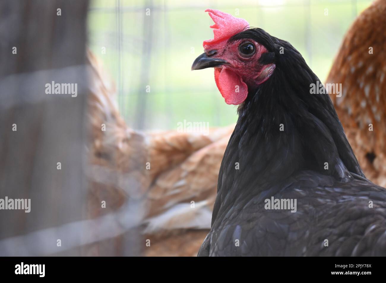 Side profile of black hen Stock Photo - Alamy