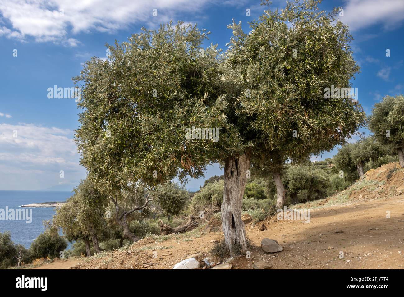 Big olive trees garden, covering a hill above the sea. Olives as an ...