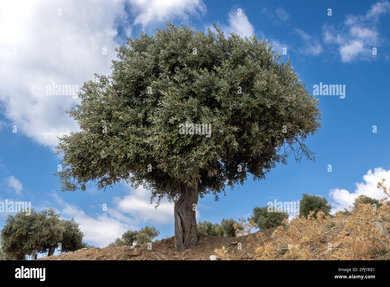 Big olive trees garden, covering a hill above the sea. Olives as an ...