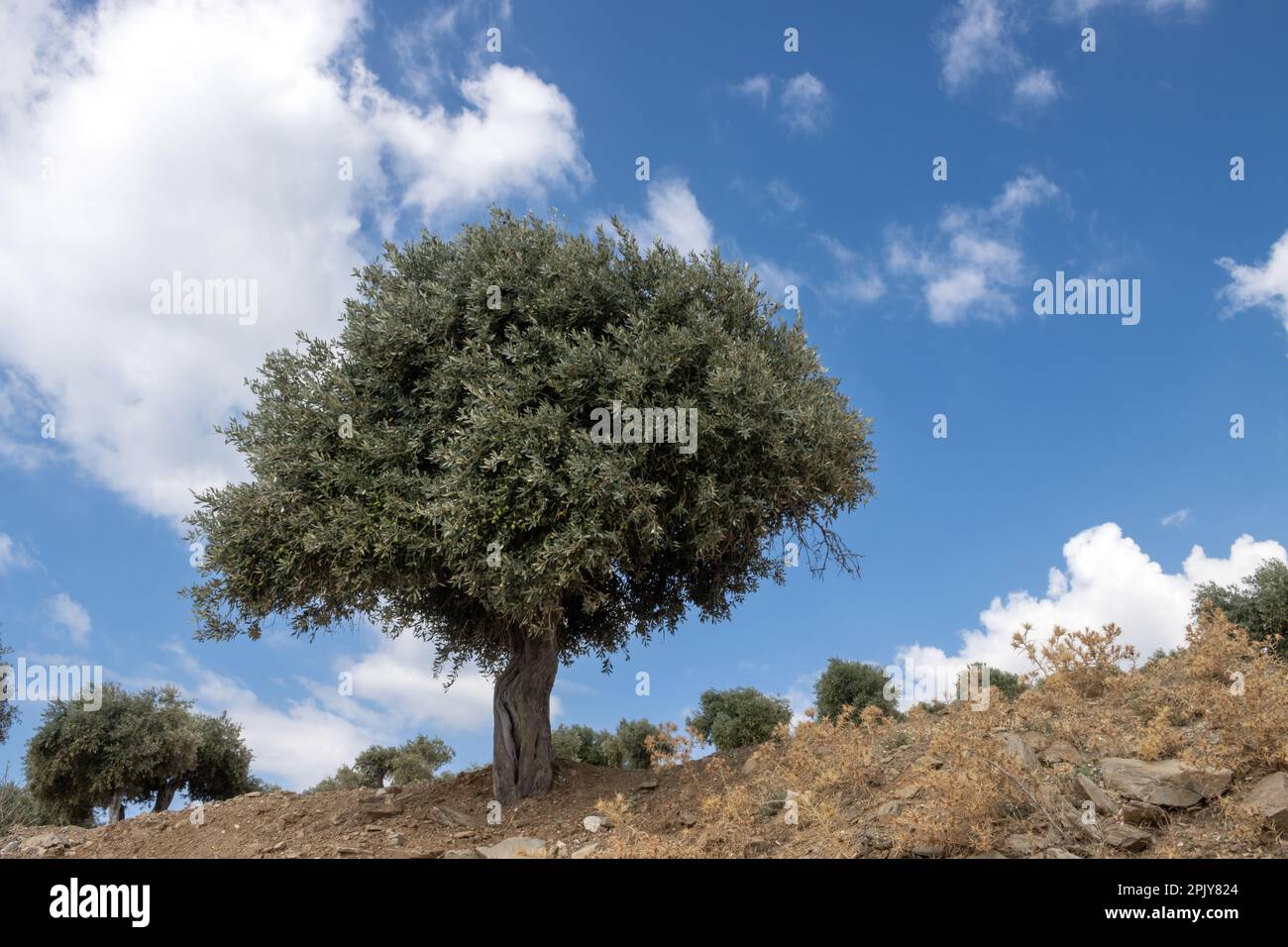Big olive trees garden, covering a hill above the sea. Olives as an ...