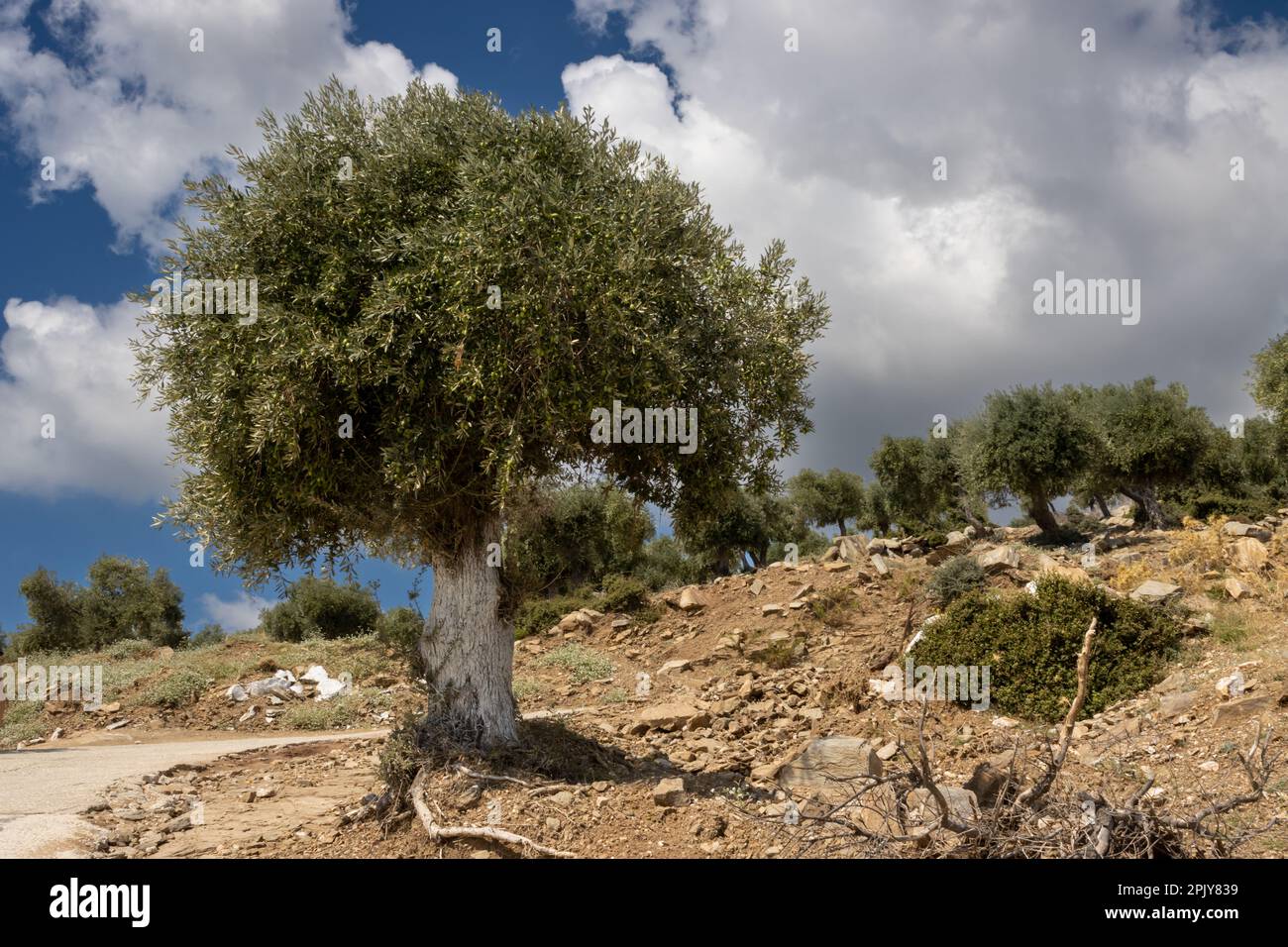 Big olive trees garden, covering a hill above the sea. Olives as an ...