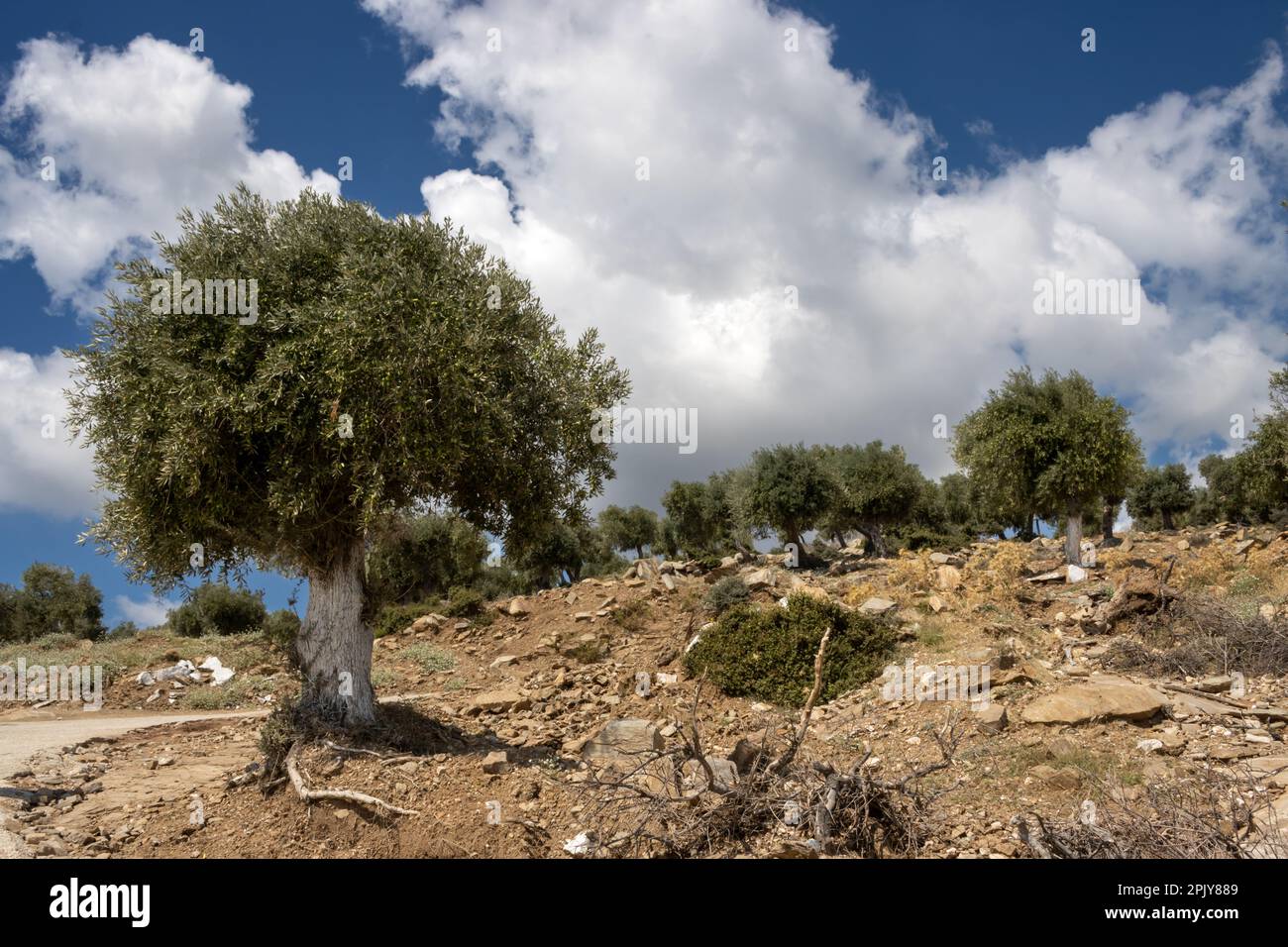 Big olive trees garden, covering a hill above the sea. Olives as an ...