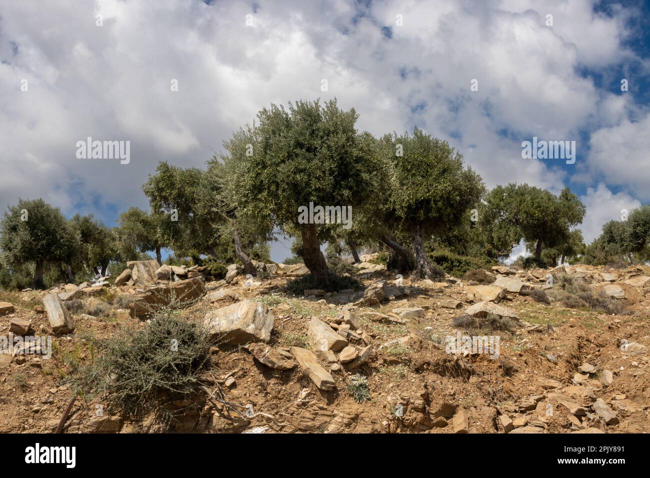 Big olive trees garden, covering a hill above the sea. Olives as an ...