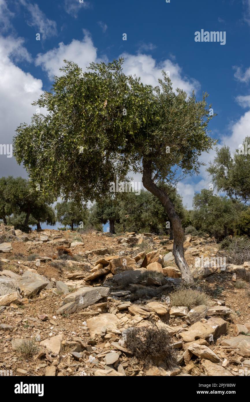 Big olive trees garden, covering a hill above the sea. Olives as an ...