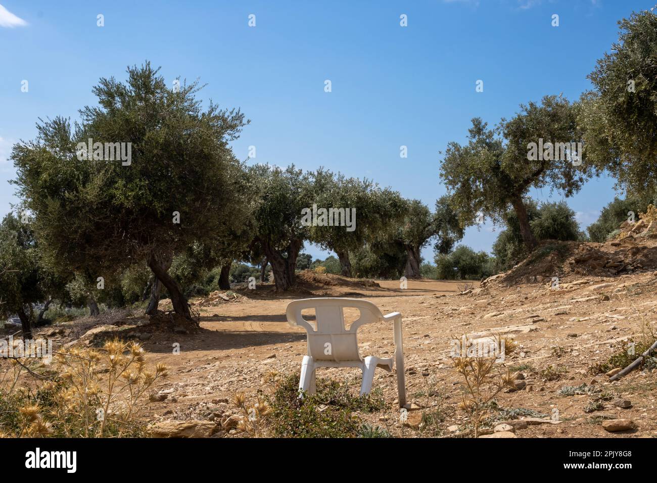 Big olive trees garden, covering a hill above the sea. Olives as an ...